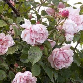 Albertine Rose Bushes for Sale, UK Grown Plants | Ashridge