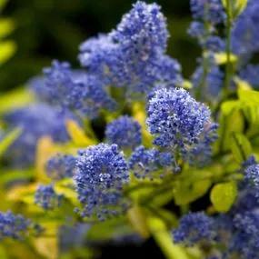 Lemon & Lime Ceanothus Plants for Sale, UK Grown | Ashridge
