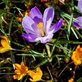 Mixed Crocus Bulbs for Sale | Ashridge
