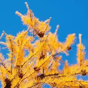 Japanese Larch Plants: Sapling Trees for Sale | Ashridge