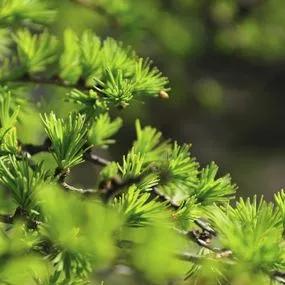 Japanese Larch Plants: Sapling Trees for Sale | Ashridge