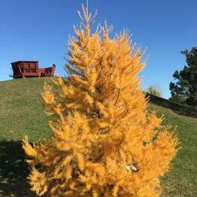 Japanese Larch Plants: Sapling Trees for Sale | Ashridge