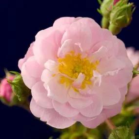 Little Rambler Rose Bushes for Sale, UK Grown Plants | Ashridge