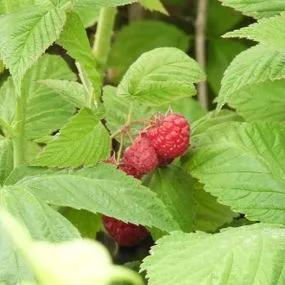 Malling Promise Raspberry Canes for Sale, UK Grown Plants | Ashridge