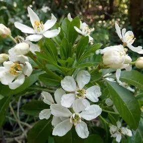 Choisya Plants for Sale, Mexican Orange Blossom Bush, UK Grown | Ashridge