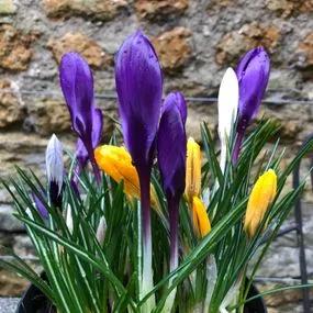 Mixed Crocus Bulbs for Sale | Ashridge
