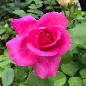 Parade Climbing Rose Bushes for Sale, UK Grown Plants | Ashridge