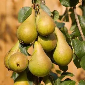 Concorde Pear Trees for Sale | Ashridge