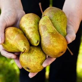 Conference Pear Trees for Sale | Ashridge
