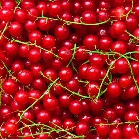 Rovada Redcurrant Bushes for Sale, UK Grown Plants | Ashridge