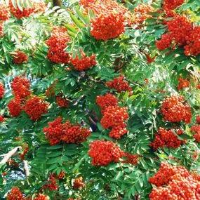 Mountain Ash / Rowan Plants: Sapling Trees for Sale | Ashridge