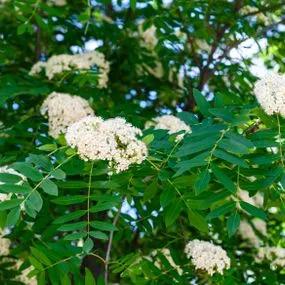 Mountain Ash / Rowan Plants: Sapling Trees for Sale | Ashridge