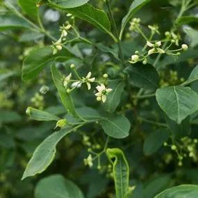 Spindleberry Hedging Plants for Sale | Ashridge