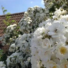 Page 2. Rambling Rose Bushes for Sale, UK Grown | Ashridge