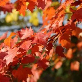 Wild Service Trees for Sale: Big Sizes | Ashridge