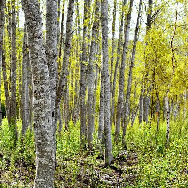 Buy Grey Alder Standards Trees for Sale: Big Sizes | Ashridge