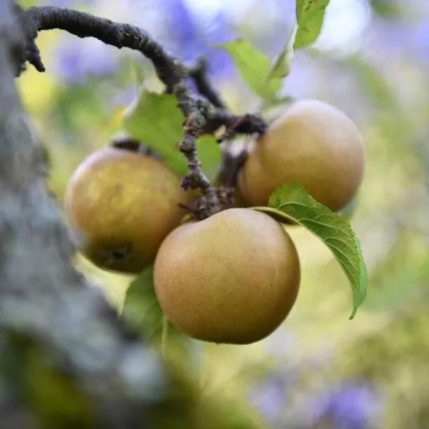 Bareroot Egremont Russet Apple Trees for Sale Online. Buy Well Grafted ...