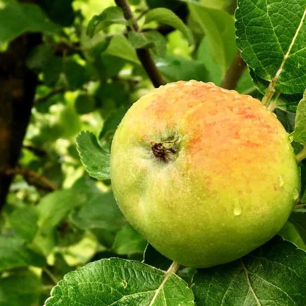 Howgate Wonder Apple Trees for Sale | Ashridge