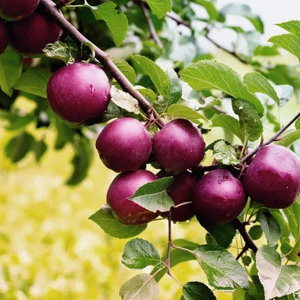 Spartan Apple Trees for Sale | Ashridge