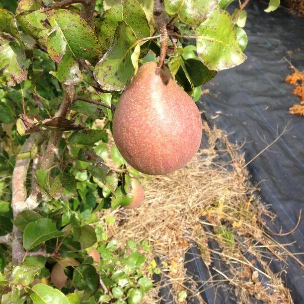 Beth Pear Trees for Sale | Ashridge