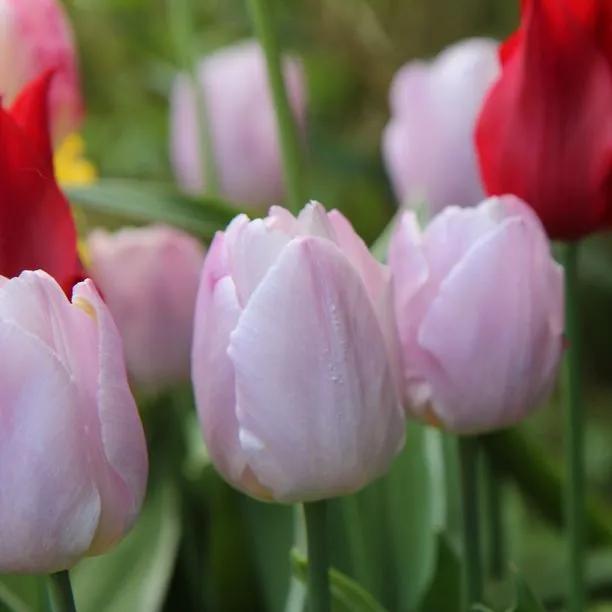 Candy Prince' Dutch Tulip Bulbs for Sale | Ashridge