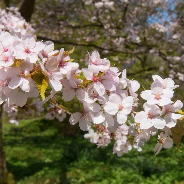 Spire Cherry Trees for Sale: Big Sizes | Ashridge
