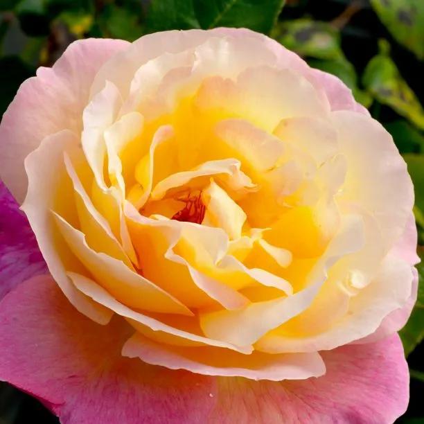 Chicago Peace Hybrid Tea Rose Bushes for Sale, UK Grown Plants | Ashridge