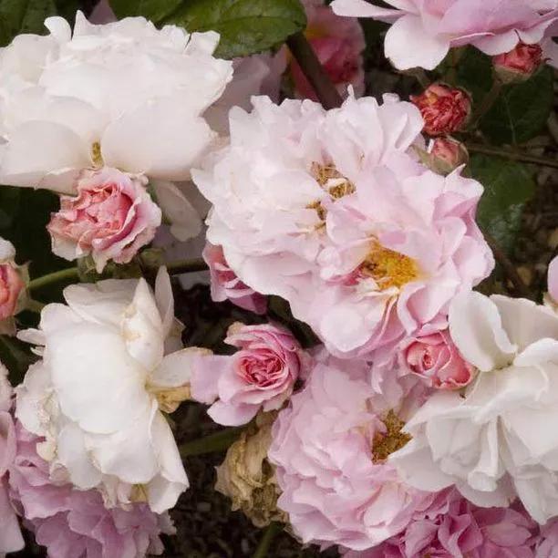 Cornelia Rose Bushes for Sale, UK Grown Plants | Ashridge