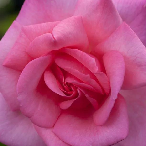 Dancing Queen Rose Bushes for Sale, UK Grown Plants | Ashridge