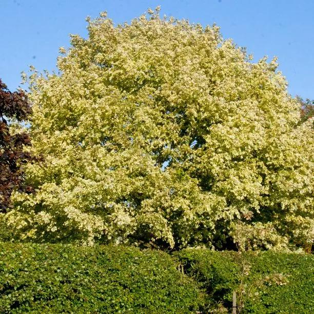 Drummondii Harlequin Norway Maple Trees for Sale: Big Sizes | Ashridge