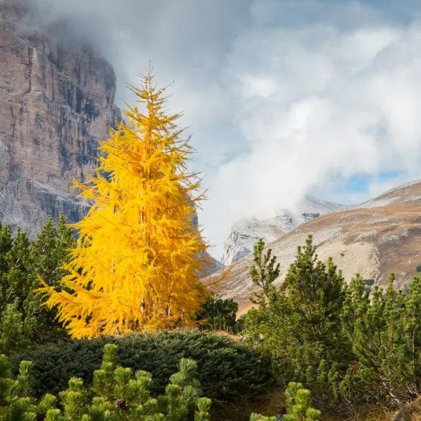 European Larch Plants: Sapling Trees for Sale | Ashridge