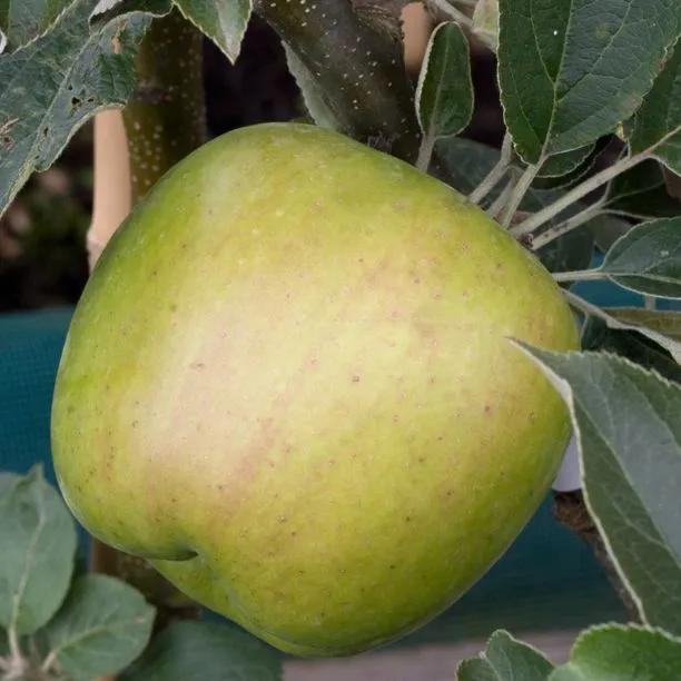 Lord Derby Apple Trees for Sale | Ashridge