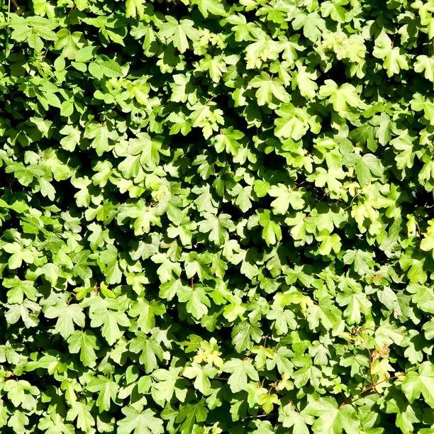 Field Maple Hedging Plants for Sale | Ashridge