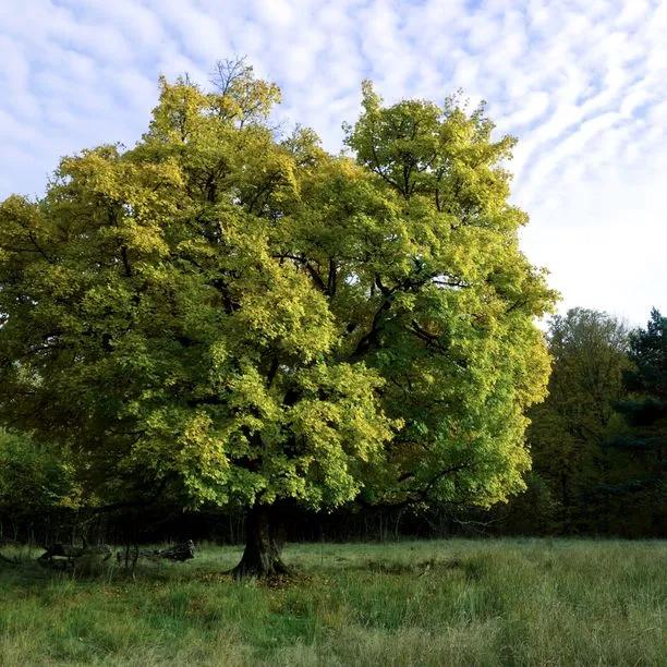 Native Field Maple Trees for Sale: Big Sizes | Ashridge