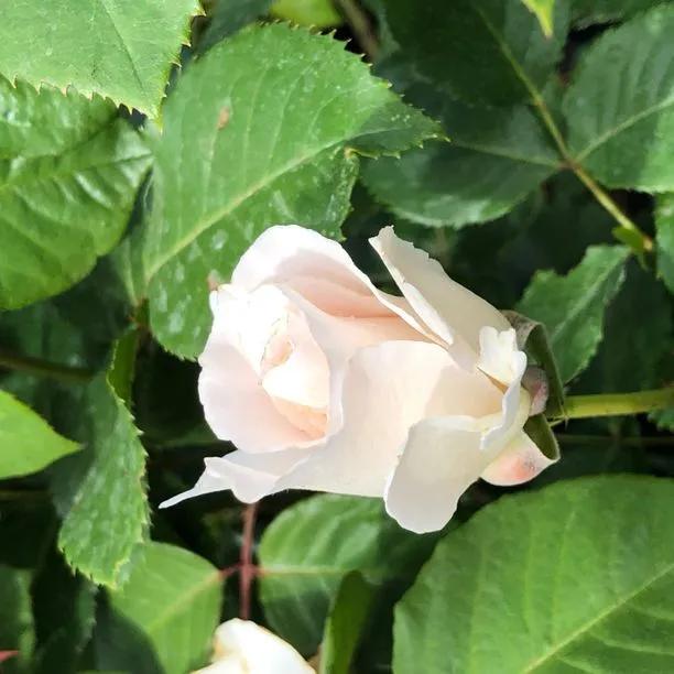 Margaret Merrill Rose Bushes for Sale, UK Grown Plants | Ashridge