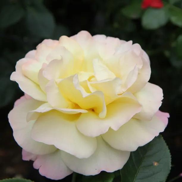 Peace Rose Bushes for Sale, UK Grown Plants | Ashridge