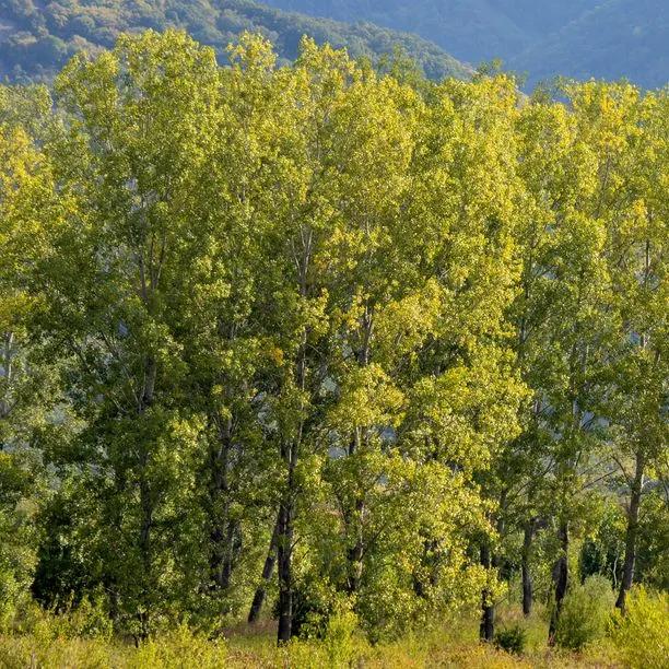 Black Poplar Plants: Sapling Trees for Sale | Ashridge