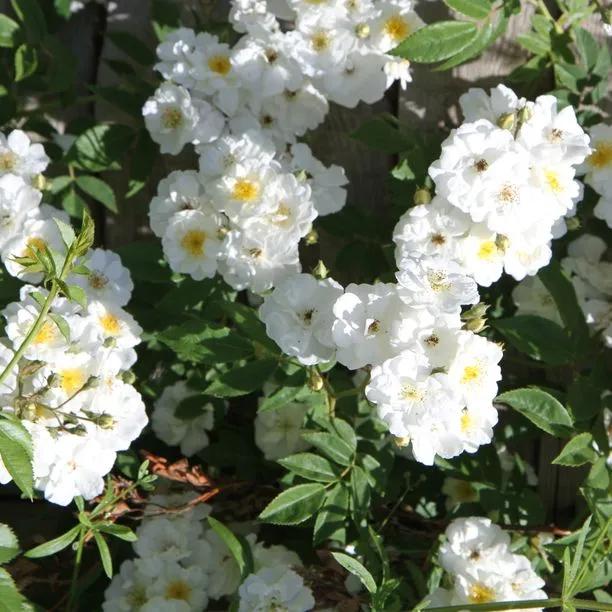 Rambling Rector Rose Bushes for Sale, UK Grown Plants | Ashridge