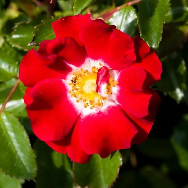 Rambling Rosie Rose Bushes for Sale, UK Grown Plants | Ashridge