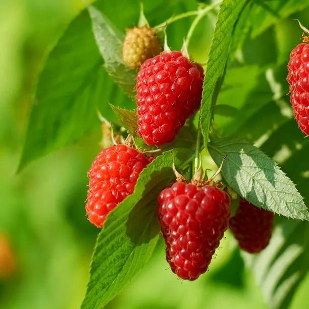 Tulameen Raspberry Canes for Sale, UK Grown Plants | Ashridge