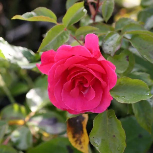 Romance Floribunda Rose Bushes for Sale, UK Grown Plants | Ashridge