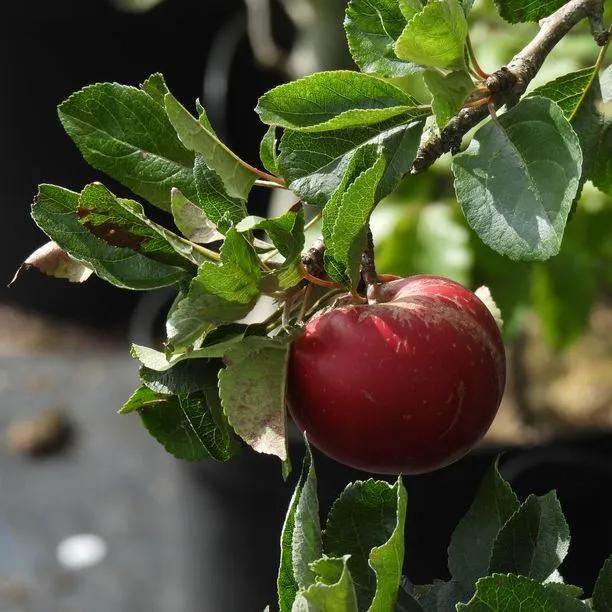 Rosette Apple Trees for Sale | Ashridge