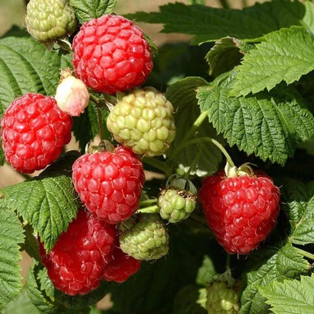 Octavia Raspberry Canes for Sale, UK Grown Plants | Ashridge