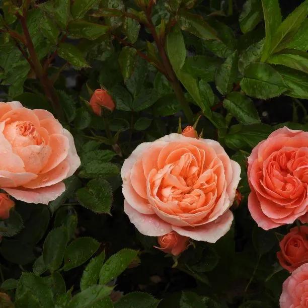 Sweet Dream Rose Bushes for Sale, UK Grown Plants | Ashridge