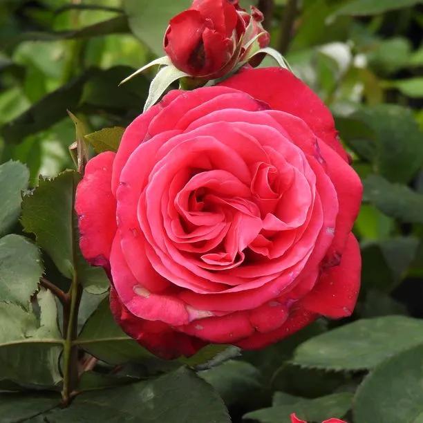 Timeless Charisma Rose Bushes for Sale, UK Grown Plants | Ashridge