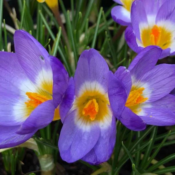 Crocus sieberi 'Tricolor' Bulbs for Sale, Ashridge