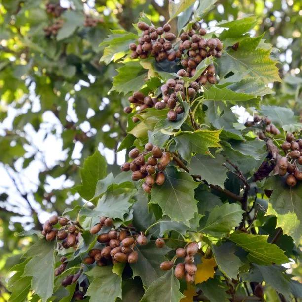 Wild Service Trees for Sale: Big Sizes | Ashridge